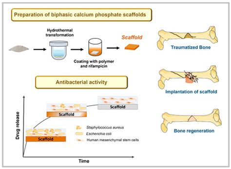 Polymers Special Issue Scaffolds And Surfaces With Biomedical Applications