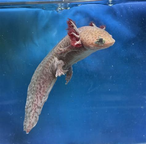 Wild Type Axolotl Axolotls Australia