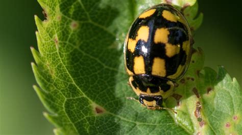 Katicabogár A Hétpettyes és A Többiek Greendex