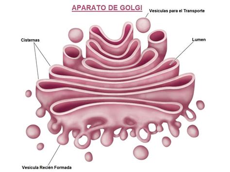 Aparato De Golgi Significado Función Partes E Importancia