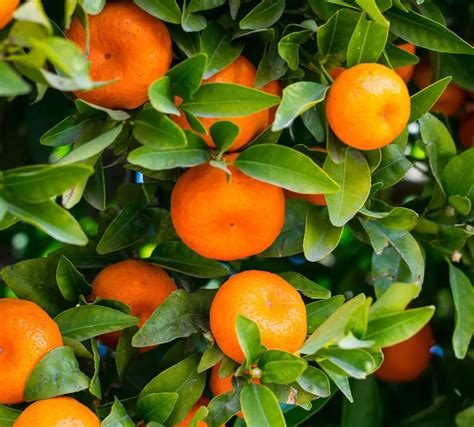 Bonsai Fruit Tree Cultivate Miniature Wonders At Home Bonsai Nursery