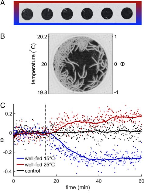 Figure 1 From A Dynamical Model Of C Elegans Thermal Preference Reveals Independent Excitatory