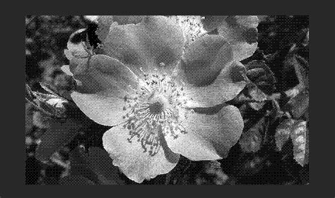 Simulate Bitmap Mode In Photoshop For E Ink Photo Preparation Graphic Design Stack Exchange