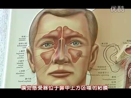 鼻子的内在结构mpg 职场视频 搜狐视频