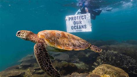 Ocean Protection 10 Goal Reached But Tripling Needed By 2030 News
