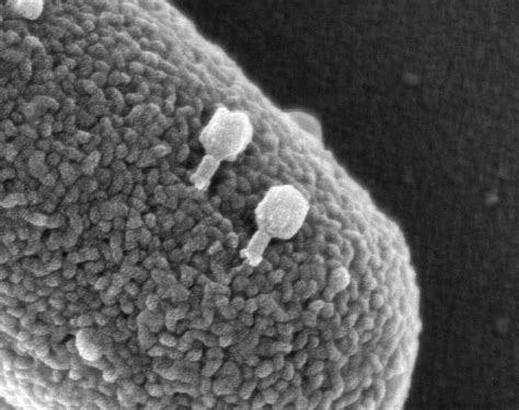 German Center For Infection Research On Linkedin Evrea Phage Phagentherapie Gegen Enterococcus