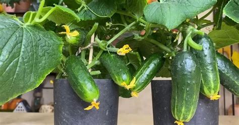 Як виростити огірки на підвіконні детальна інструкція