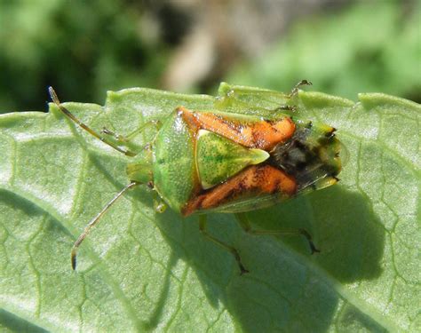 Juniper Shieldbug Naturespot