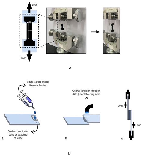 A A Schematic Picture Of Specimen Prepared For Tensile Strength Test Download Scientific