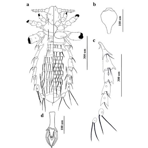 Distribution Of Rattus Villosissimus Rattus Rattus Rattus Norvegicus