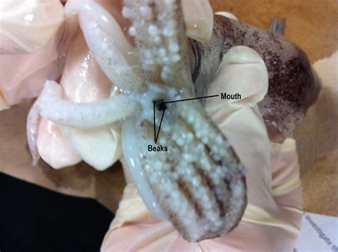Squid Dissection Labeled Beak