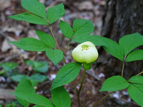 ヤマシャクヤク 信濃路花散歩