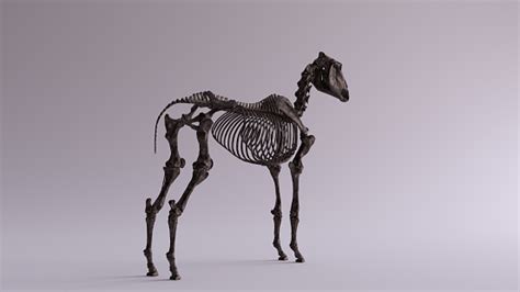 검은 철 말 골격 시스템 해부학 모델 3 분기 후면 오른쪽 보기 건강관리와 의술에 대한 스톡 사진 및 기타 이미지 건강관리와 의술 공부 과학 Istock