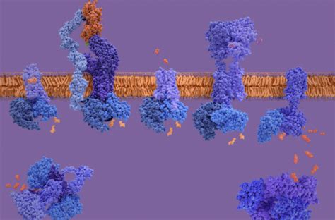 Gpcr Signaling Assays Gpcr Assay Kits Indigo Biosciences