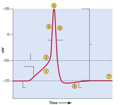 12 8 Action Potential Graph Diagram Quizlet