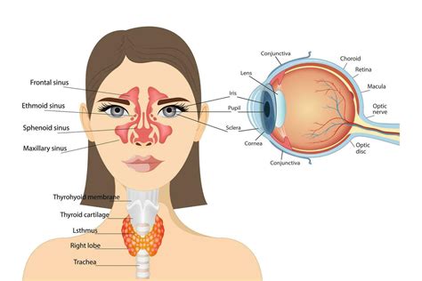 Anatomical Diagram Of The Human Eye Sinusitis On The Wo 29777669 Vector Art At Vecteezy