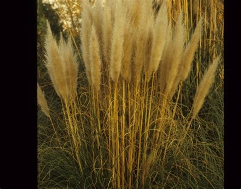 Learn About Cortaderia Selloana Pumila Dwarf Pampas Grass