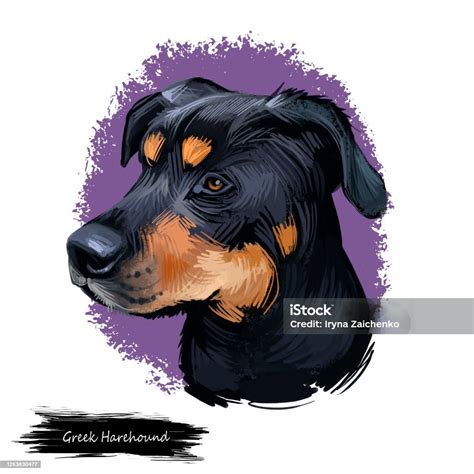 그리스 하레하운드 헬레니코스 이치닐라티스 헬레닉 하운드 흰색 배경에 고립 된 그리스 하운드 개 디지털 일러스트 그리스 원산지