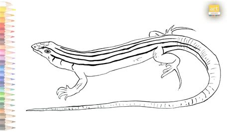 Whiptail Lizard Drawing