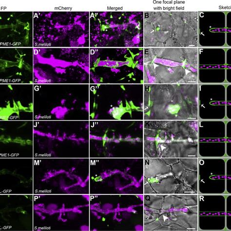 Spatially Confined Localization Of The Cell Wall Modifying Enzymes Download Scientific Diagram
