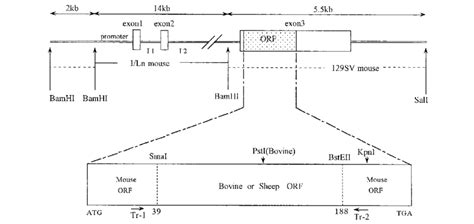 Structure Of Chimeric Prp Transgene Construct Recombinant Mouse Prp Download Scientific