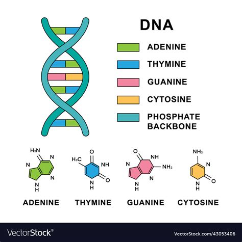 Deoxyribonucleic Acid Spiral With Dna Nucleobases Vector Image