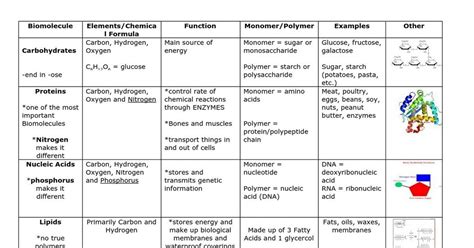 Biomolecules Chart Macromolecules Sight Word Worksheets Organic