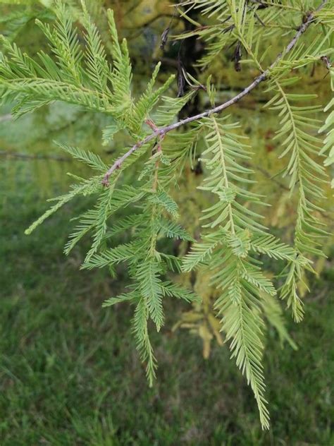 Cryptomeria Globosa Nana Japanese Cedar Shrub 3 Gallon Artofit