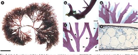 Figure 3 From Cryptic Species Diversity Of The Red Algal Genus Callophyllis Kallymeniaceae