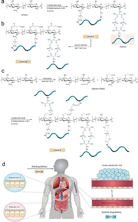 浙大王征科课题组《adv Sci 》综述：水凝胶溶胀 收缩行为的调控与生物医用 中国聚合物网科教新闻
