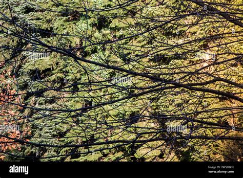 Autumn Tree Leaves Texture Background Leaf Background Texture Stock