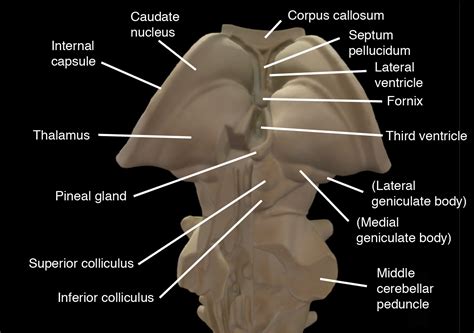 Anatomy Lab Tips And Diagrams Nervous Sensory Urinary And Reproductive