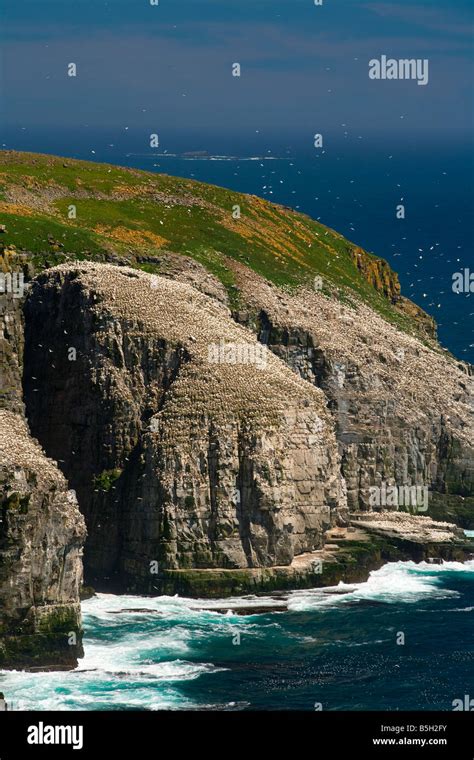 Cape St Marys Ecological Reserve Newfoundlandandlabrador Canada Stock