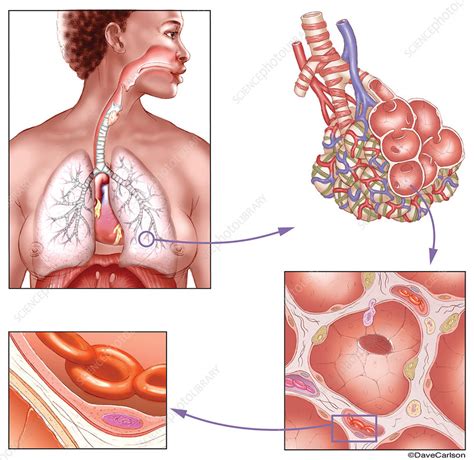 Lung Microstructure Labelled Illustration Stock Image C0434862