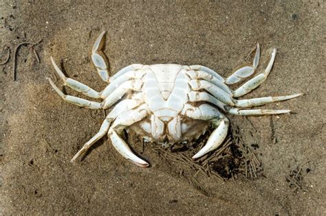 Shore Crab Skeleton Stock Image Image Of Object Exoskeleton 35215687