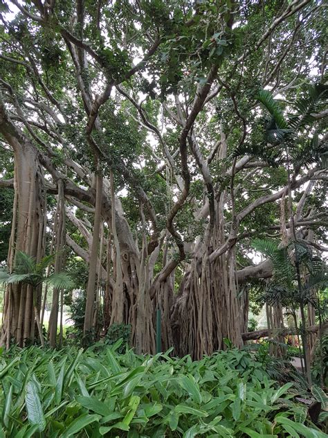 Amazing Trees Ficus Benghalensis Brisbane City Botanic Gardens Free Photos