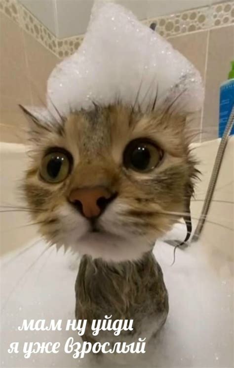 мемы с котами ВКонтакте