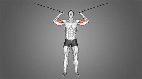 High Pulley Cable Curl Benefits Muscles Worked And More Inspire Us
