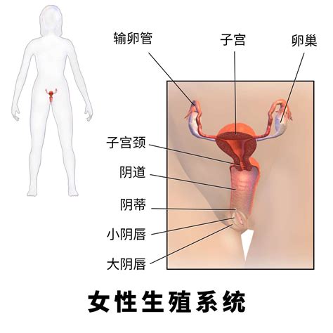 女性内生殖器图示 素材中文性教育资源网