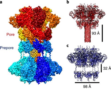 Structural Views Of A C Diff Toxin Vumc News