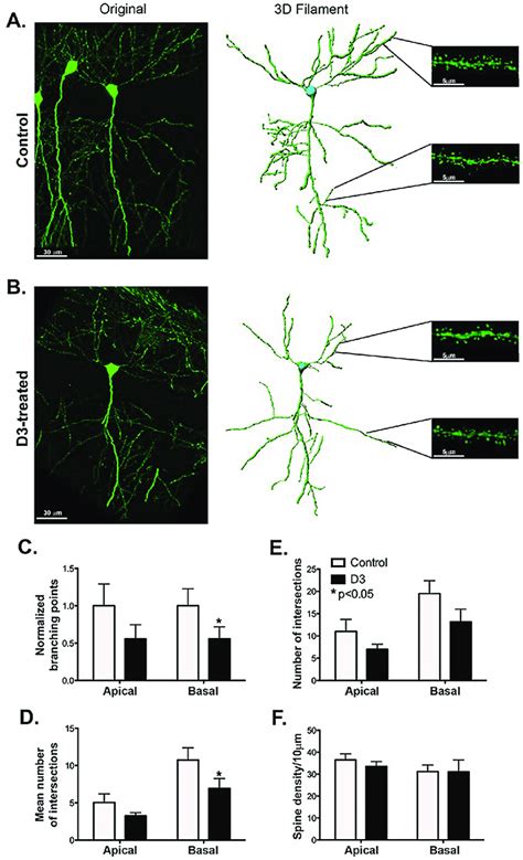 D3 Reduces Dendritic Arborization In The Basal Ca1 Region A Download Scientific Diagram