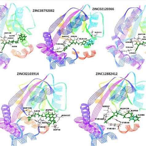 Interaction Of Compounds Green Color Within The Active Pocket And