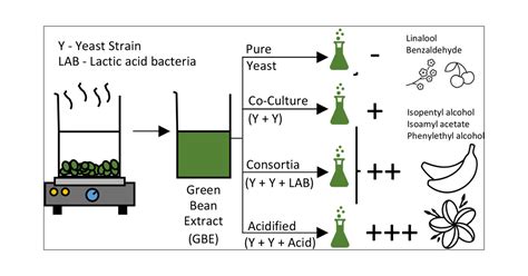 Aromatic Yeasts Interactions And Implications In Coffee Fermentation Aroma Profiles Journal