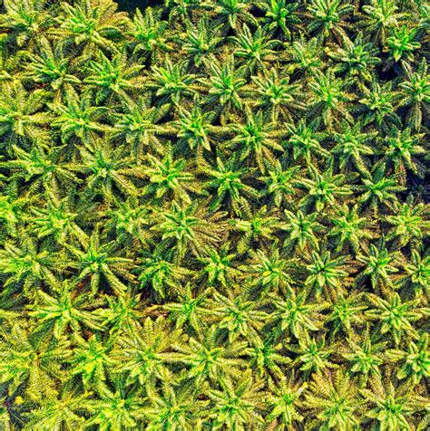 Commodity Price Prediction Using Ai