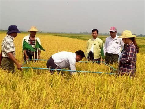 ဒိုက်ဦးမြို့နယ်၌ နွေစပါးစံကွက်ရိတ်သိမ်းပွဲ ကျင်းပ Information And Public Relations Department