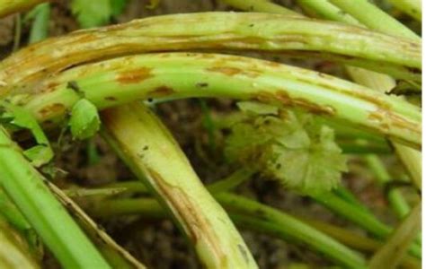 芹菜心腐病图片 芹菜心腐病 伤感说说吧