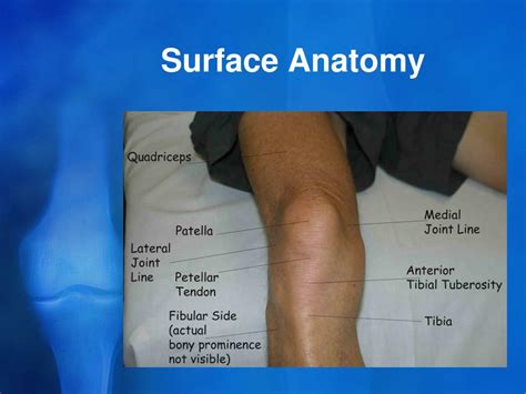 Clinical Anatomy Of Knee Joint Anatomy Of Knee