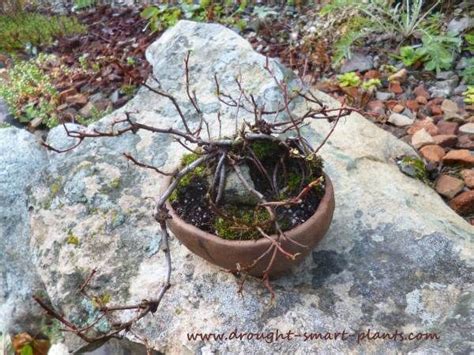 Sedum Root Over Rock Bonsai For Unique Garden Arrangements