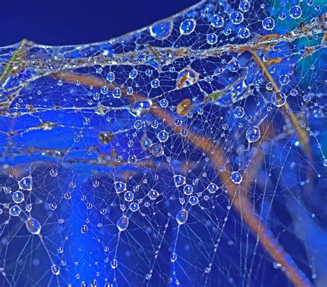거미줄 물방울 거품 Pixabay의 무료 사진 Pixabay