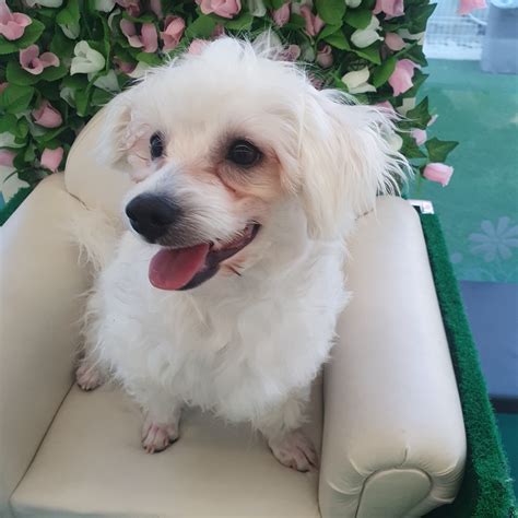 말티즈믹스 또미 강아지책임분양♥ 강아지파양 고양이파양 유기견무료분양입양 아이조아요양보호소